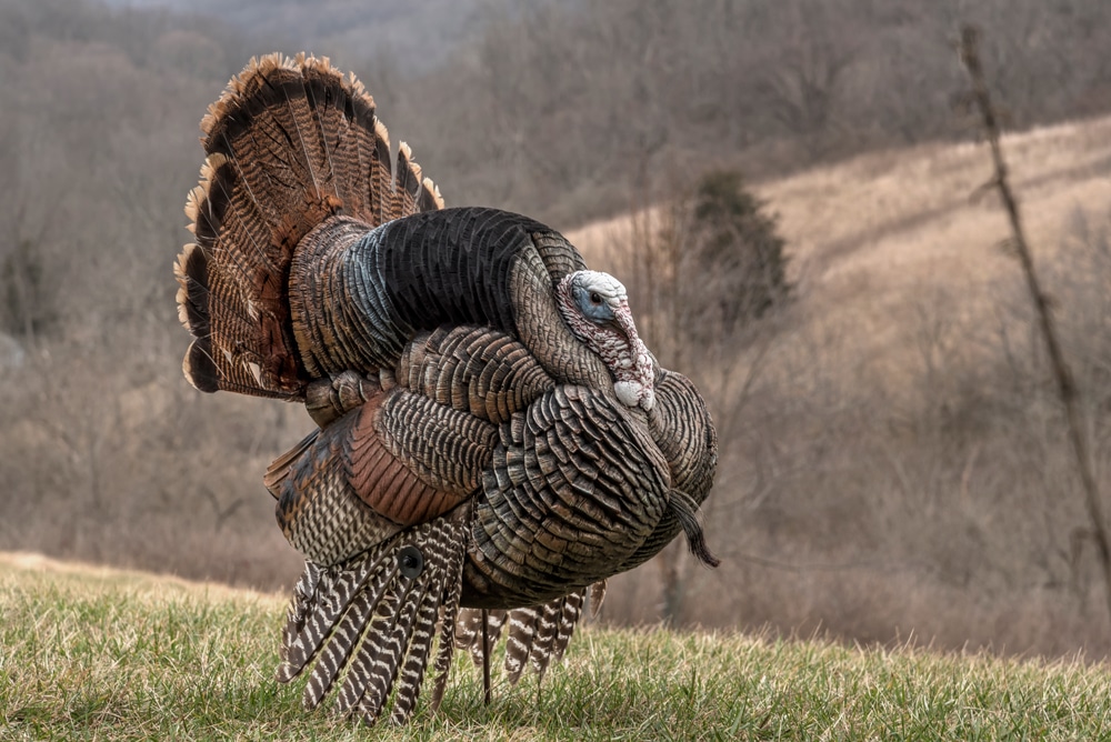 DSD White Face Strutter - New for 2018! | SELFILMED .com