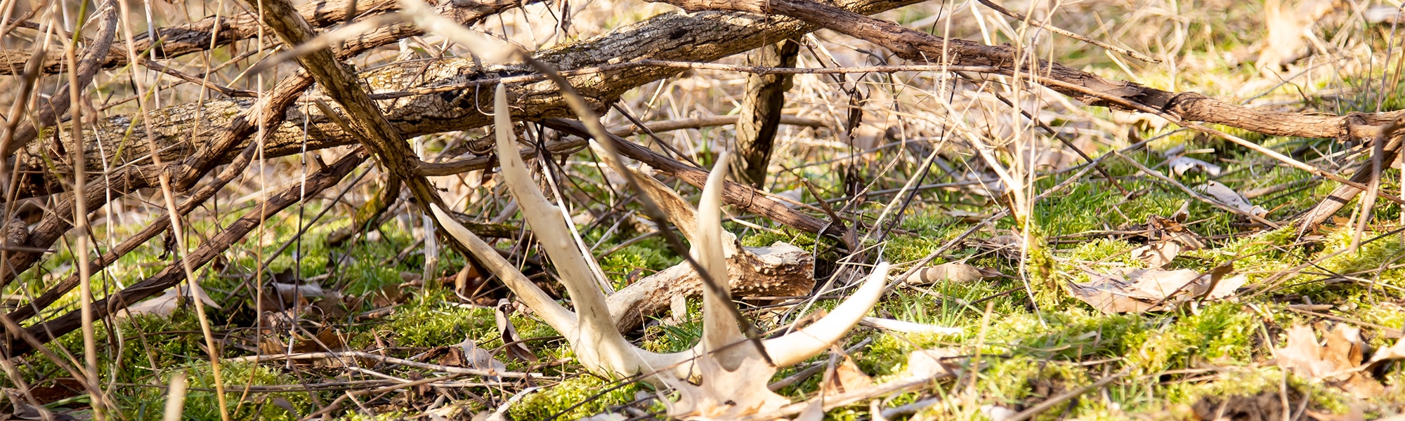 Shed Hunting Tips | SELFILMED .com | #SELFILMED